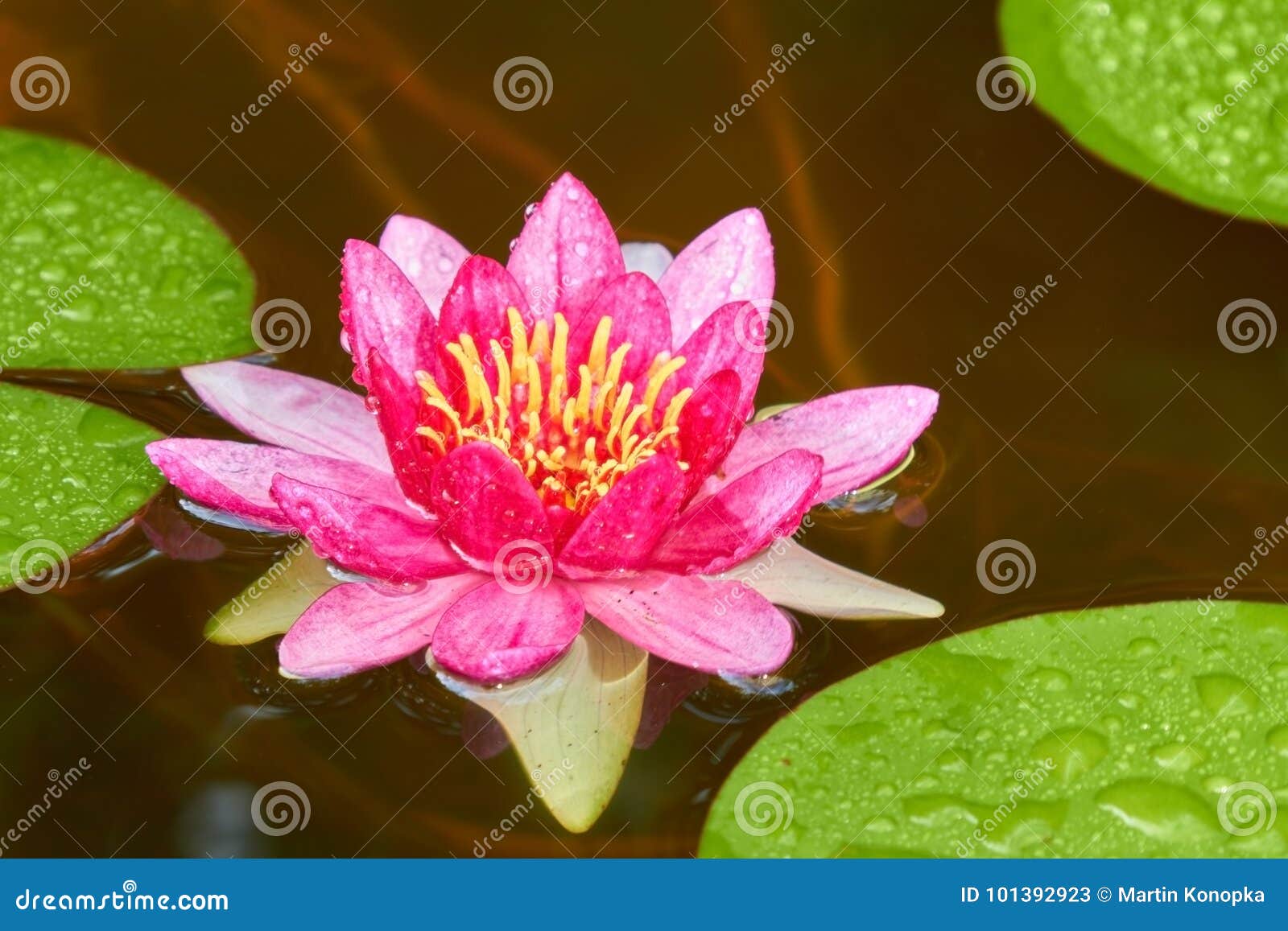 Água lilly imagem de stock. Imagem de dezenas, folha - 101392923