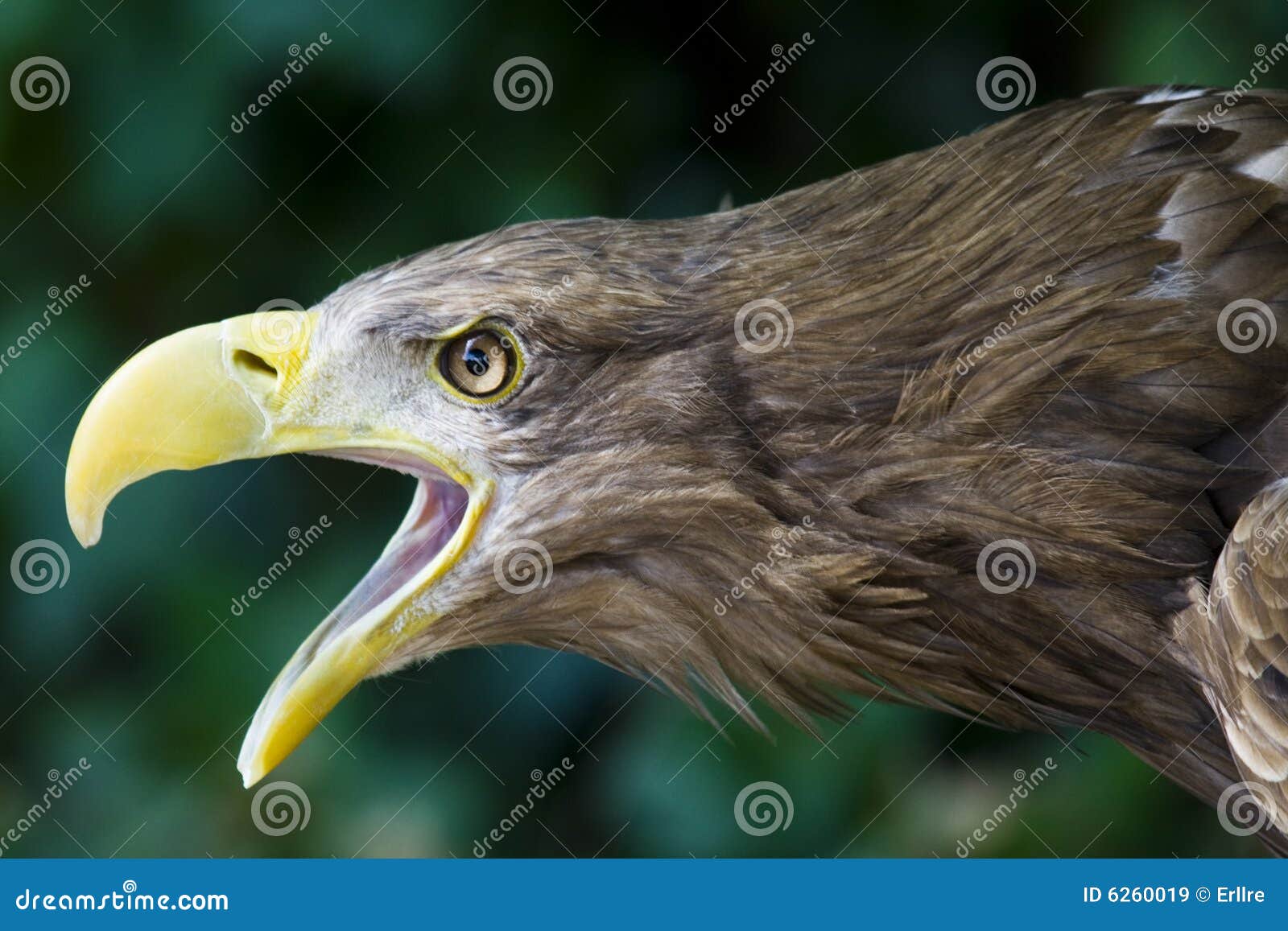 Águila imagen de archivo. Imagen de africano, libertad - 6260019