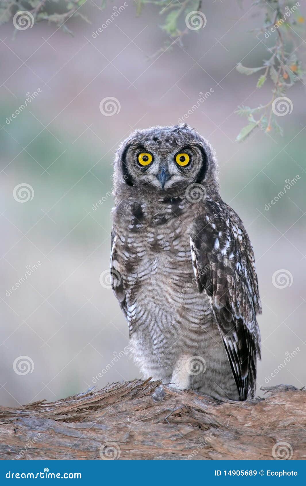 Águila-buho manchado imagen de archivo. Imagen de sigiloso - 14905689