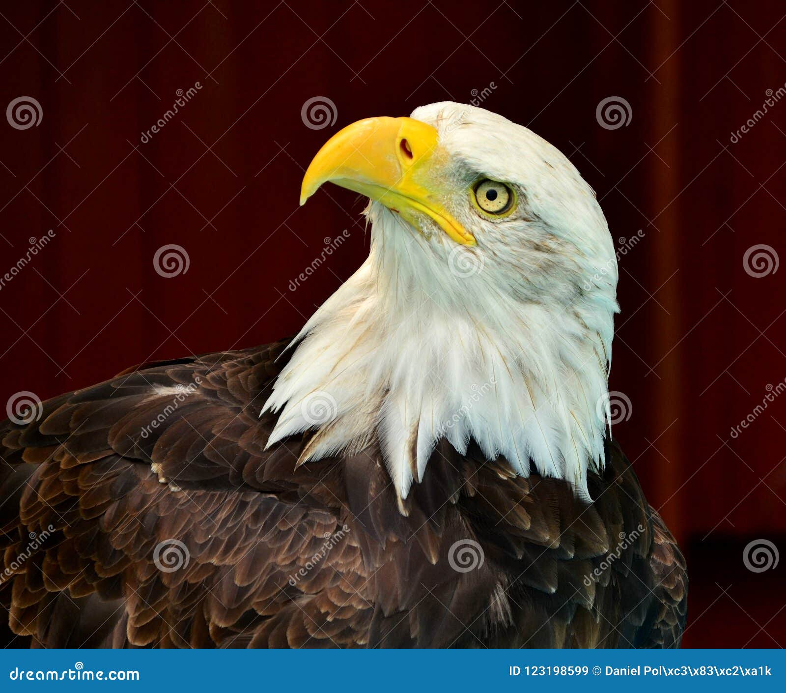 Águila calva imagen de archivo. Imagen de criatura, calvo - 123198599