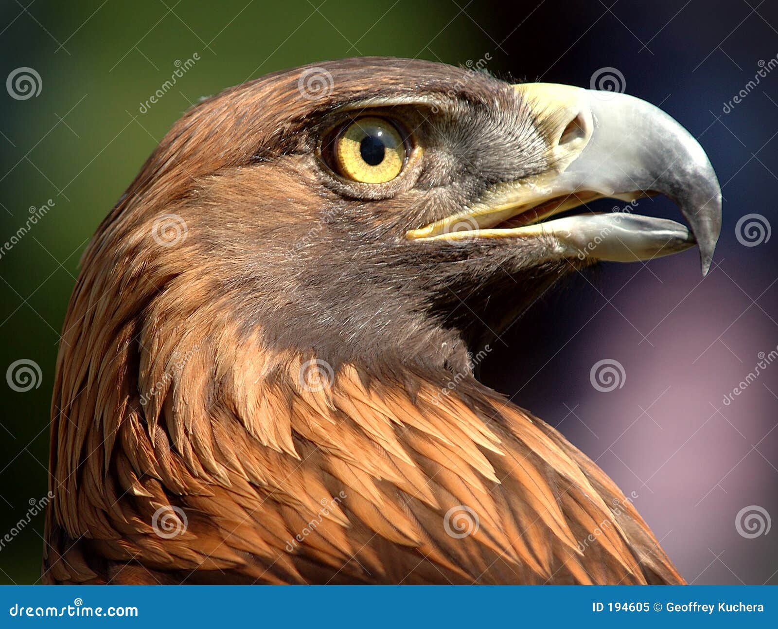 Águila de oro imagen de archivo. Imagen de despredador - 194605