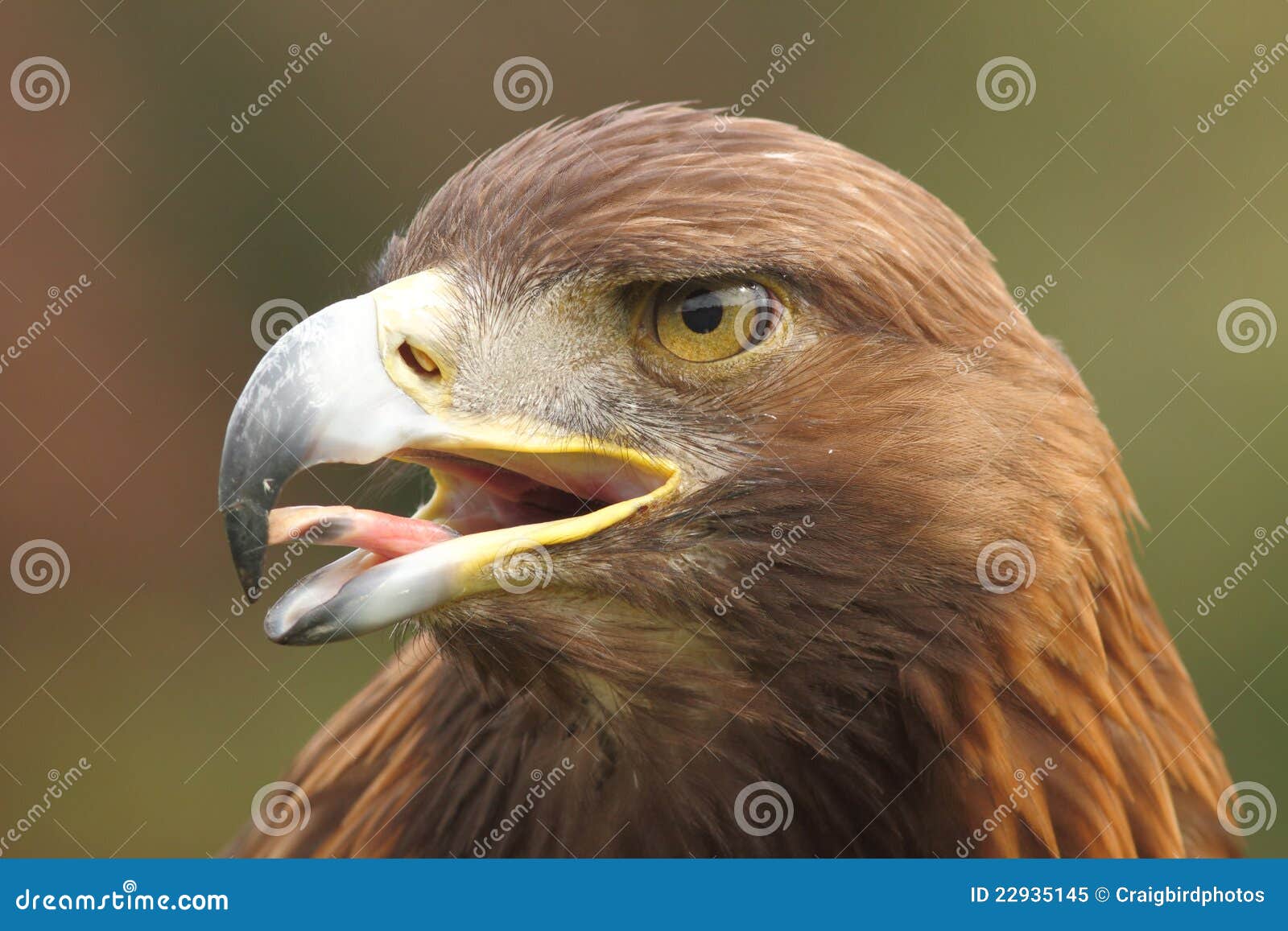 Águila de oro imagen de archivo. Imagen de dorado, cubo - 22935145