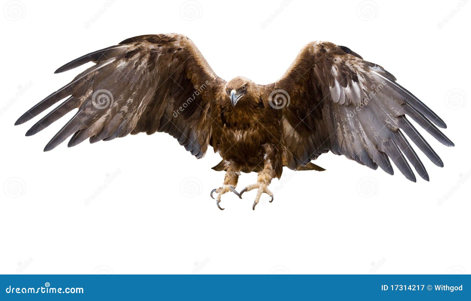 Águila de oro, aislada imagen de archivo. Imagen de blanco - 17314217