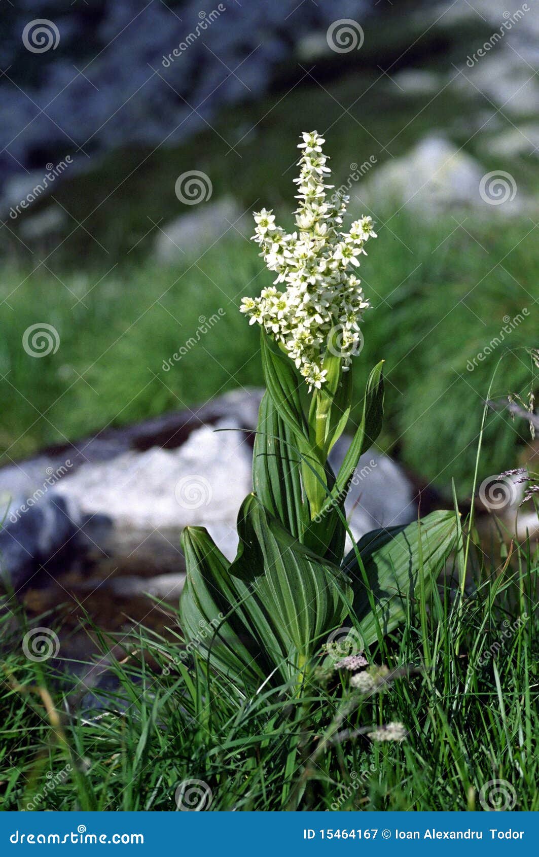 Álbum del Veratrum imagen de archivo. Imagen de venenoso - 15464167