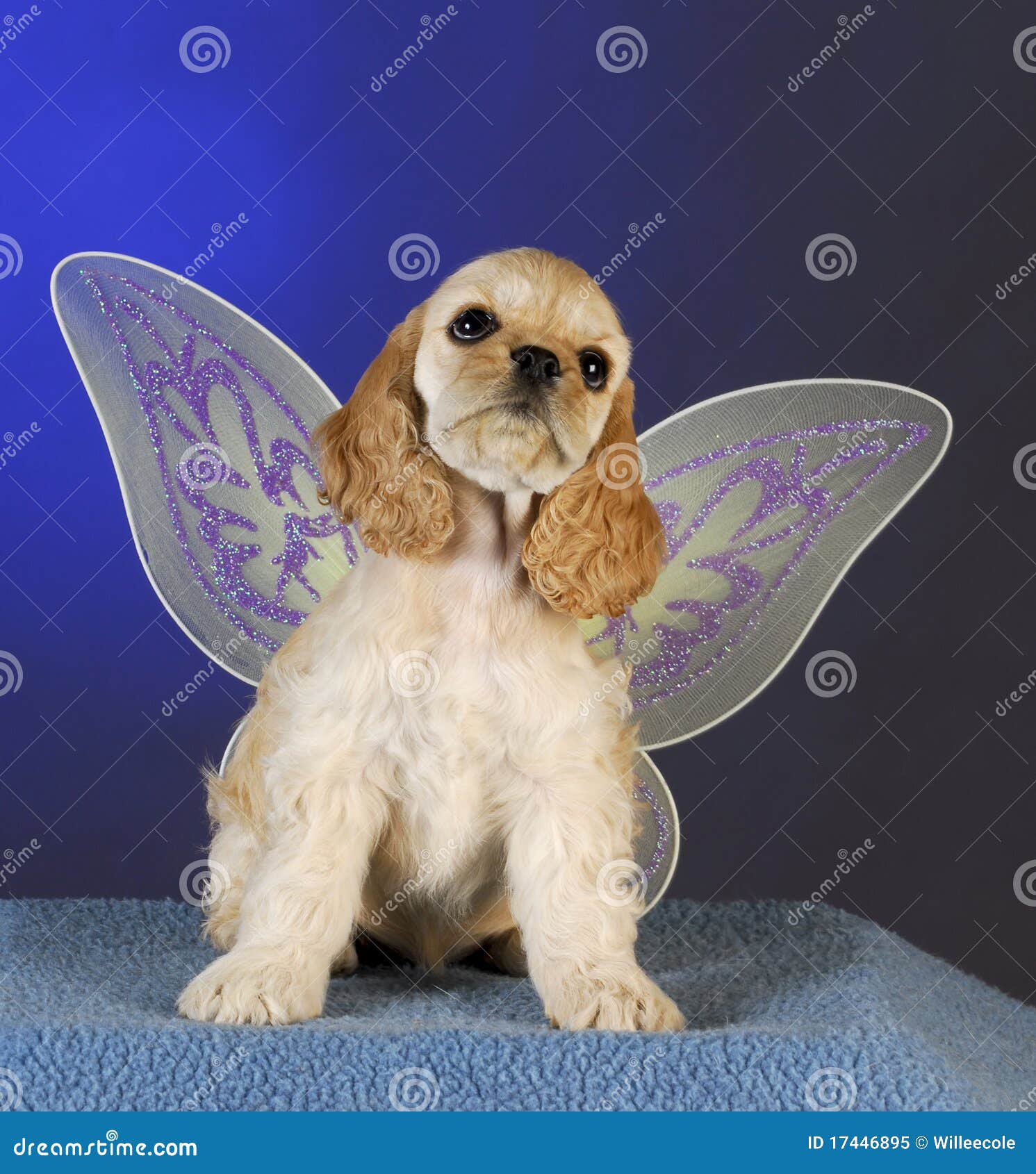 Ángel del perrito imagen de archivo. Imagen de alineada - 17446895