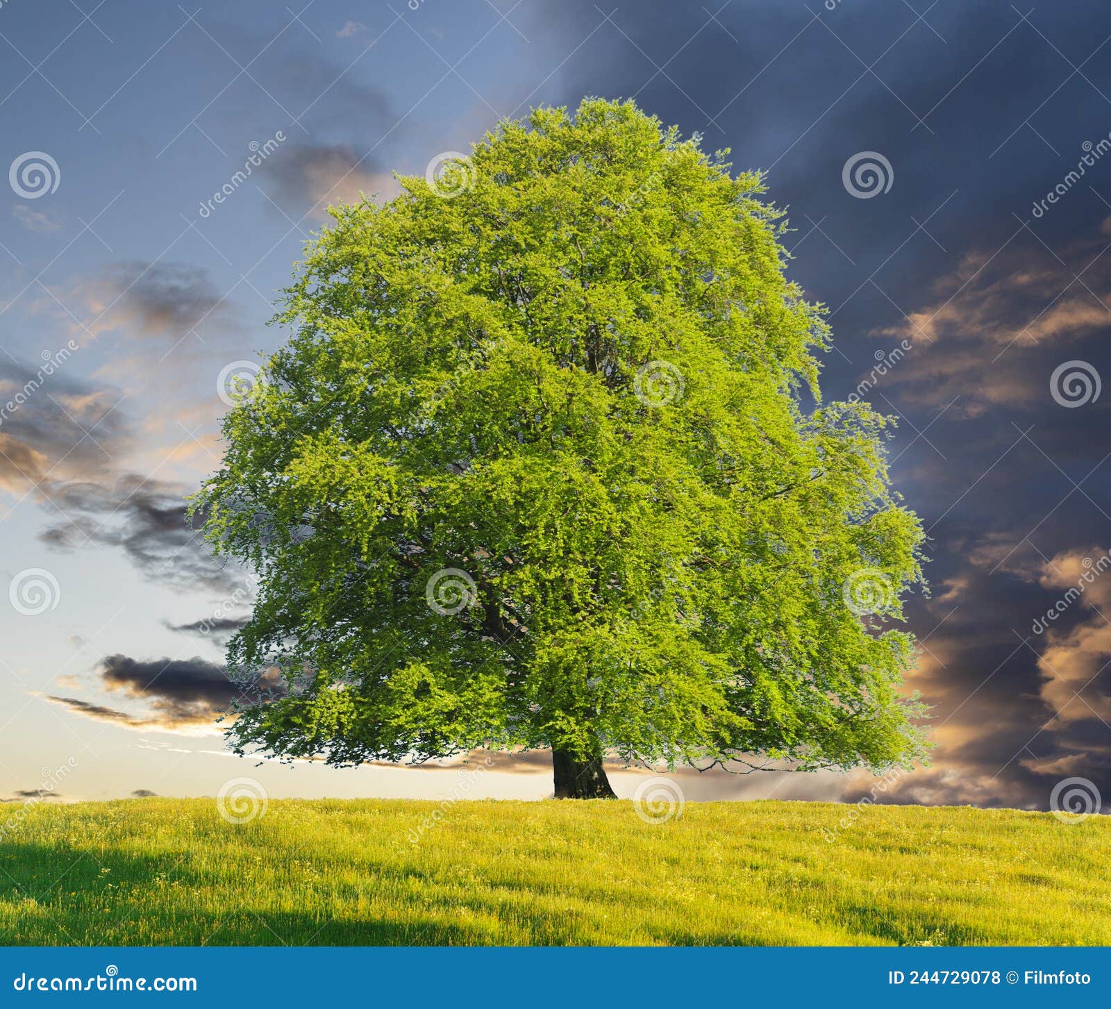 árbol único En Pradera En Primavera Foto de archivo - Imagen de pista ...