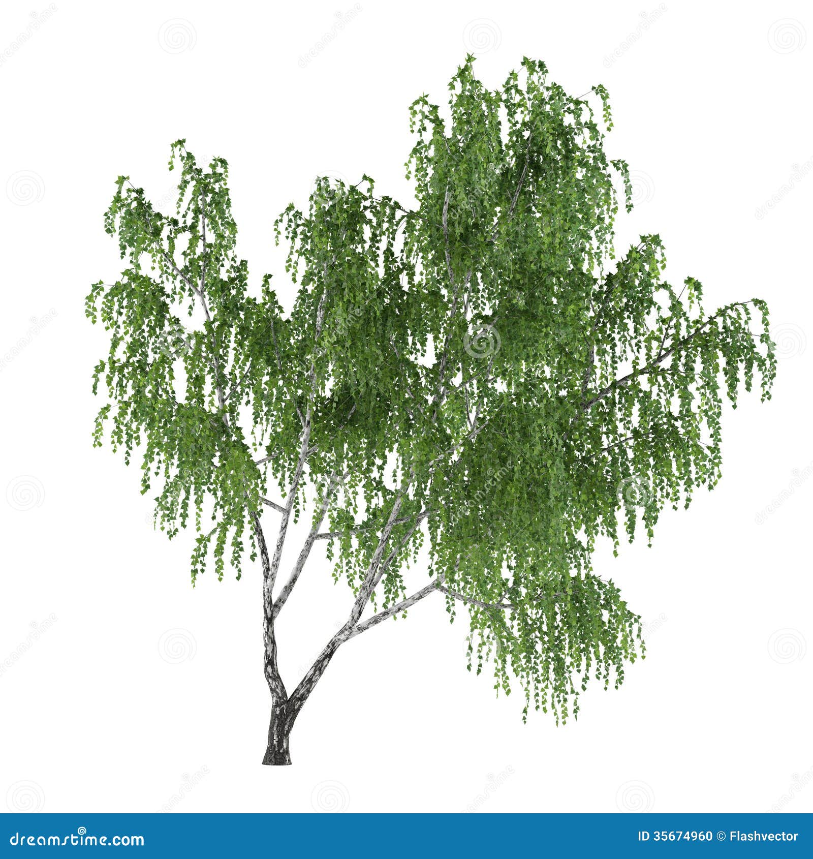 Árbol Aislado. Abedul De Betula Foto de archivo - Imagen de tropical ...