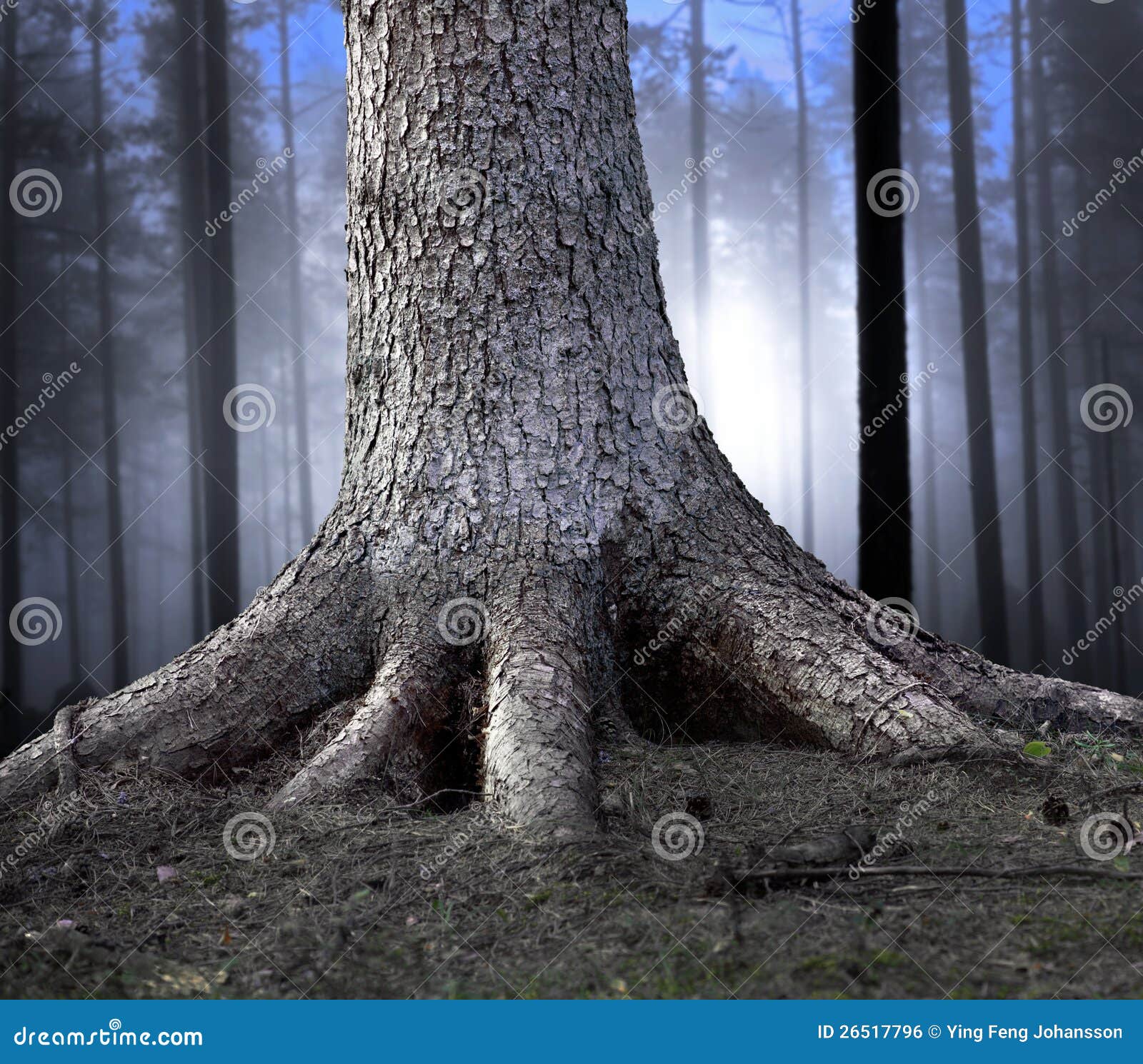 Árbol arraigado foto de archivo. Imagen de nebuloso, bosque - 26517796