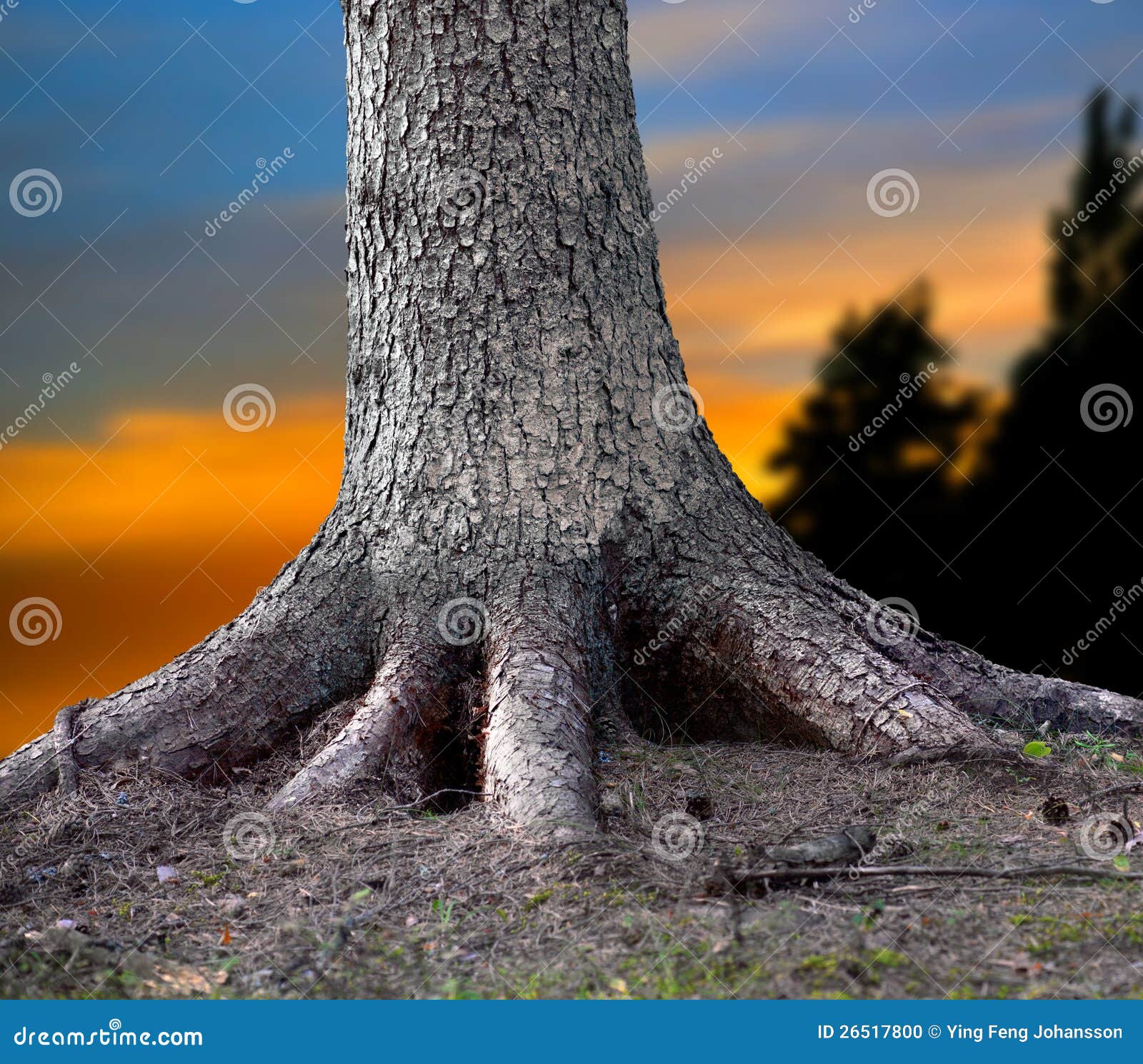 Árbol arraigado foto de archivo. Imagen de paisaje, perenne - 26517800