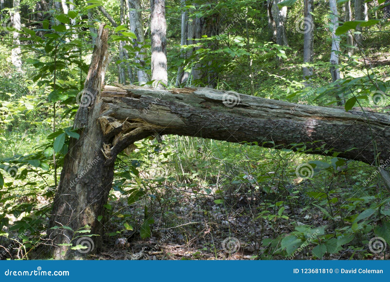 Árbol astillado y roto foto de archivo. Imagen de detalle - 123681810