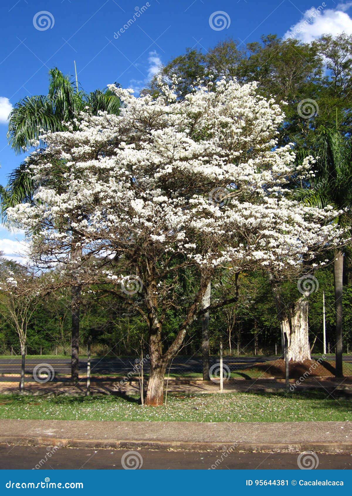 Árbol blanco del Ipe imagen de archivo. Imagen de floral - 95644381