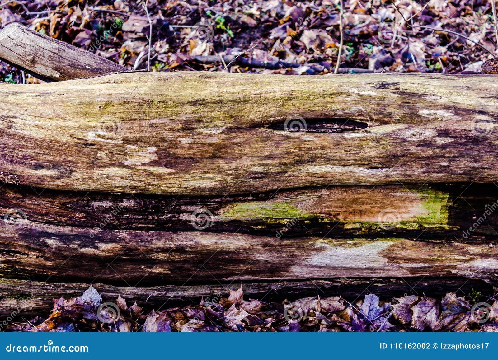 Árbol Cercano Del Tronco Seco Foto de archivo - Imagen de travieso ...