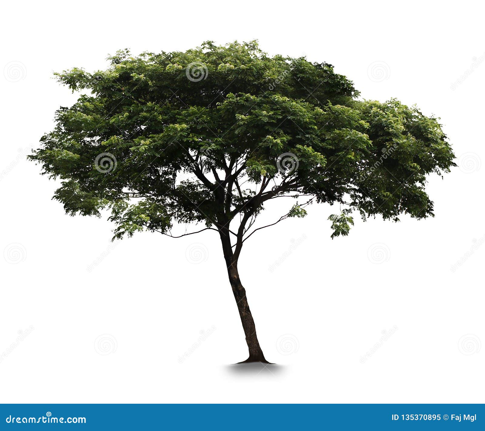 Árbol con el fondo blanco imagen de archivo. Imagen de hojas - 135370895