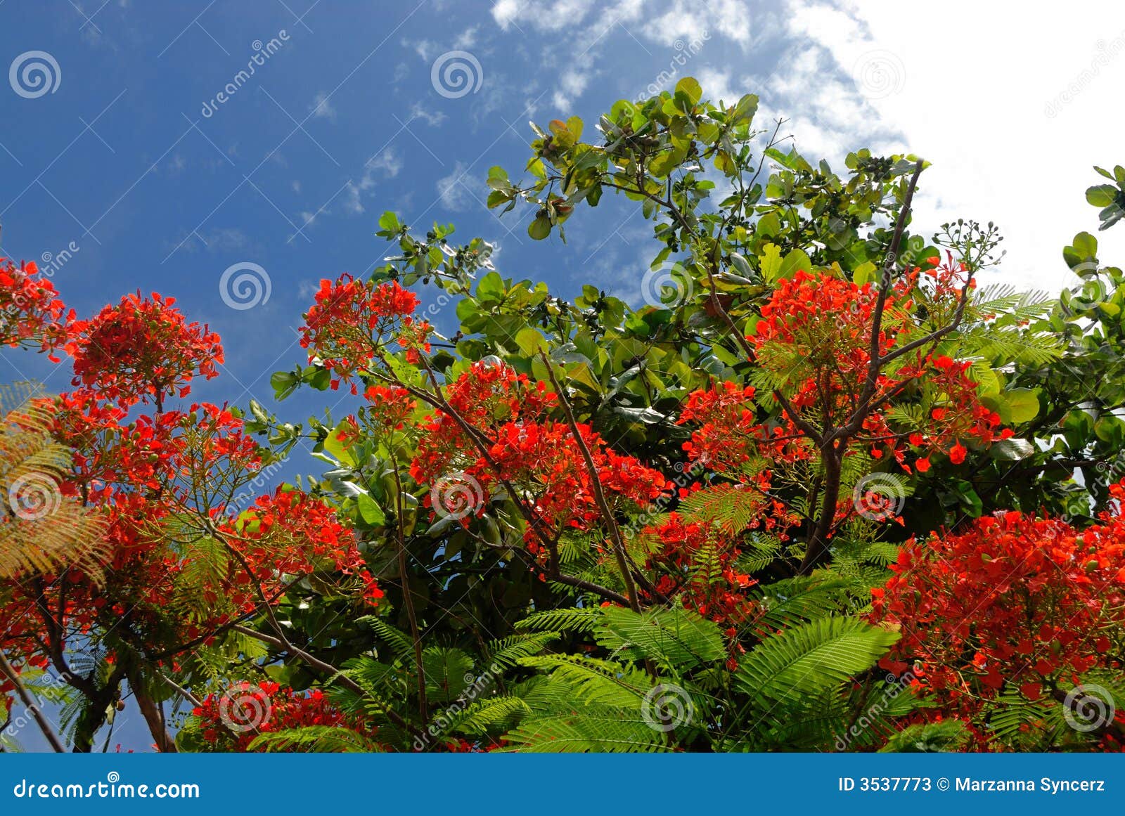 Árbol con las flores rojas imagen de archivo. Imagen de florecimiento ...