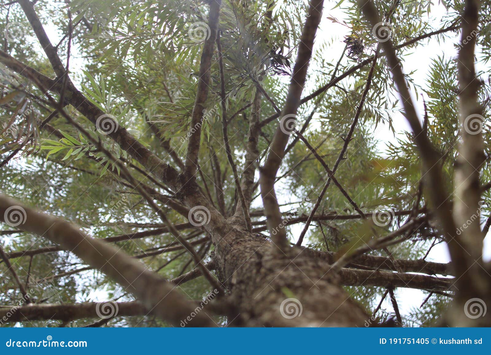 árbol Con Muchas Ramas Cruzadas Imagen de archivo - Imagen de cubo ...