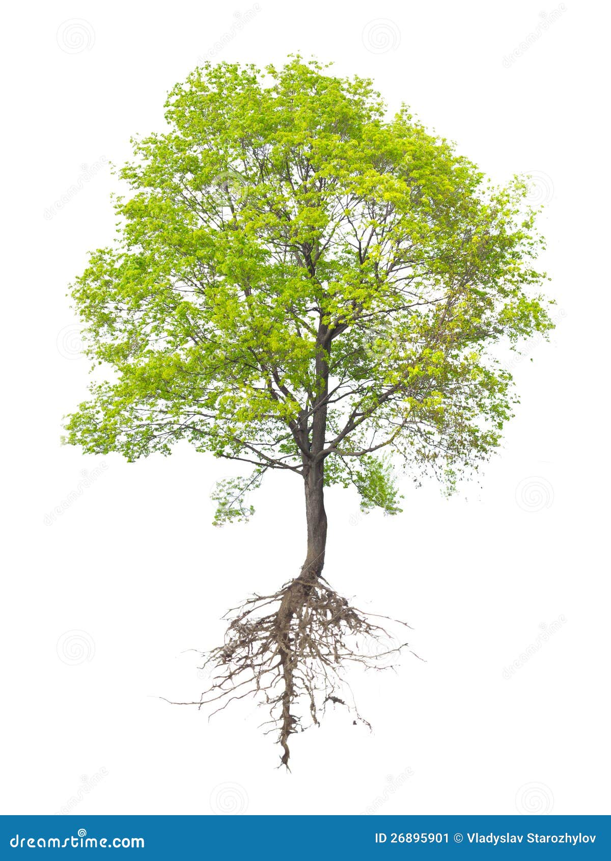 Árbol con una raíz imagen de archivo. Imagen de cultivado - 26895901