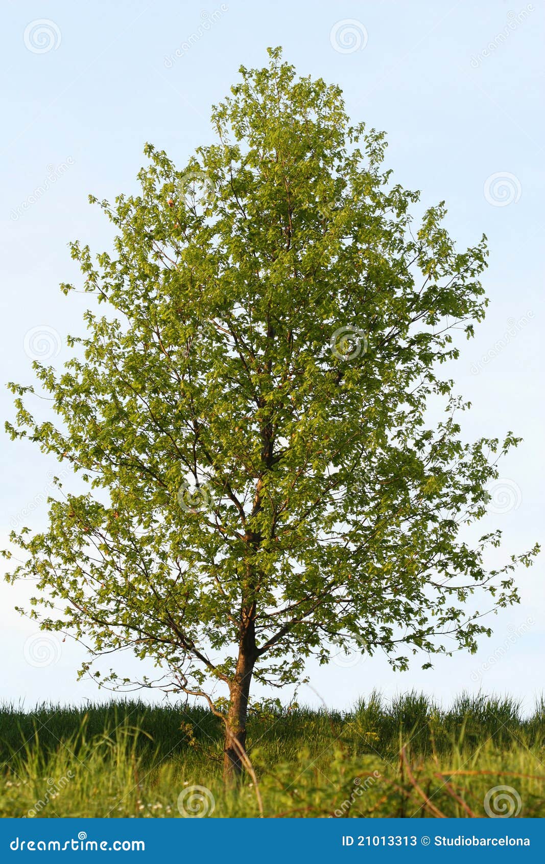 Árbol de álamo imagen de archivo. Imagen de planta, prado - 21013313