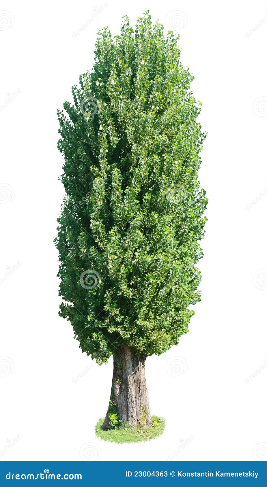 Árbol de álamo. imagen de archivo. Imagen de follaje - 23004363