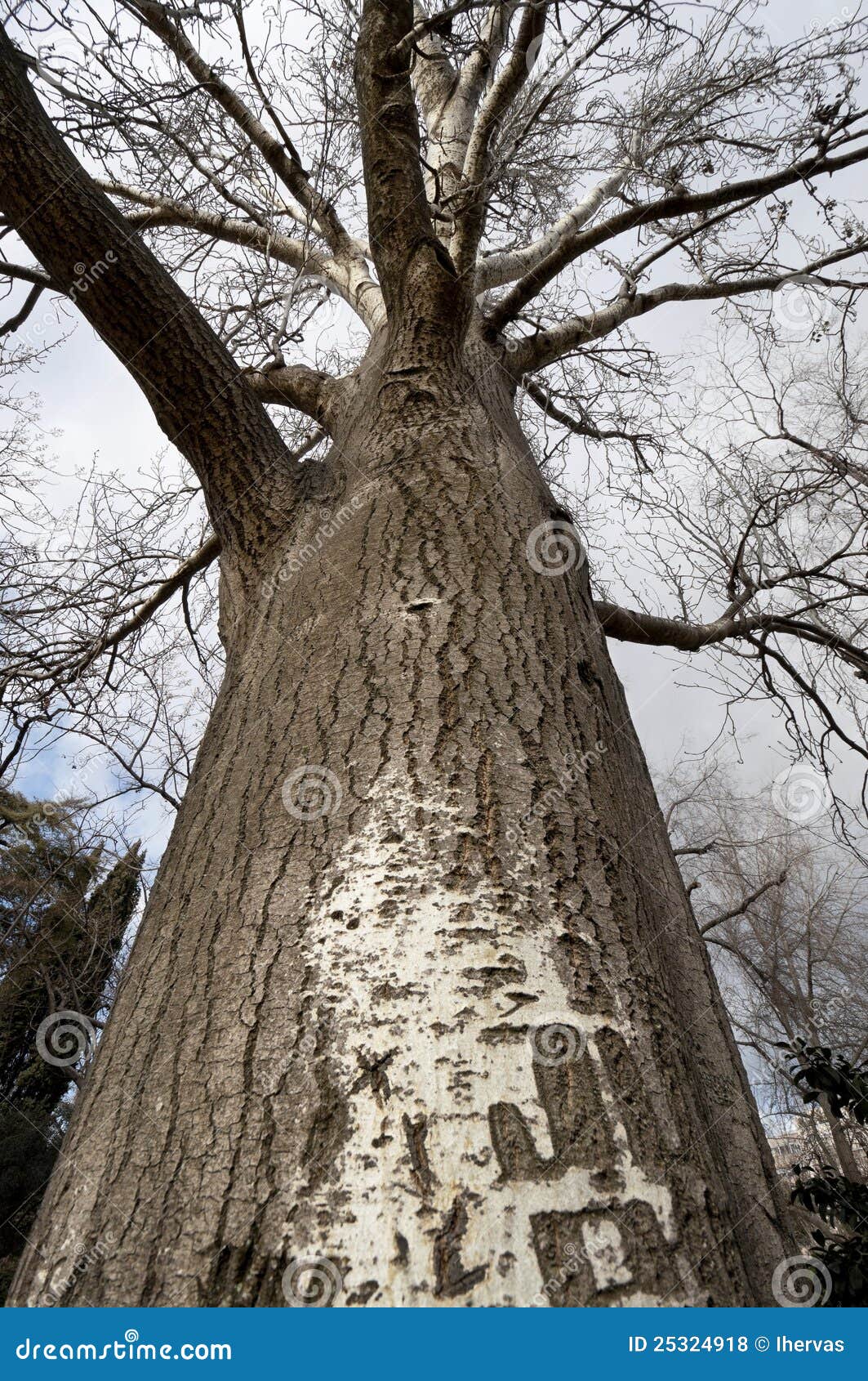 Árbol de álamo en invierno foto de archivo. Imagen de corteza - 25324918