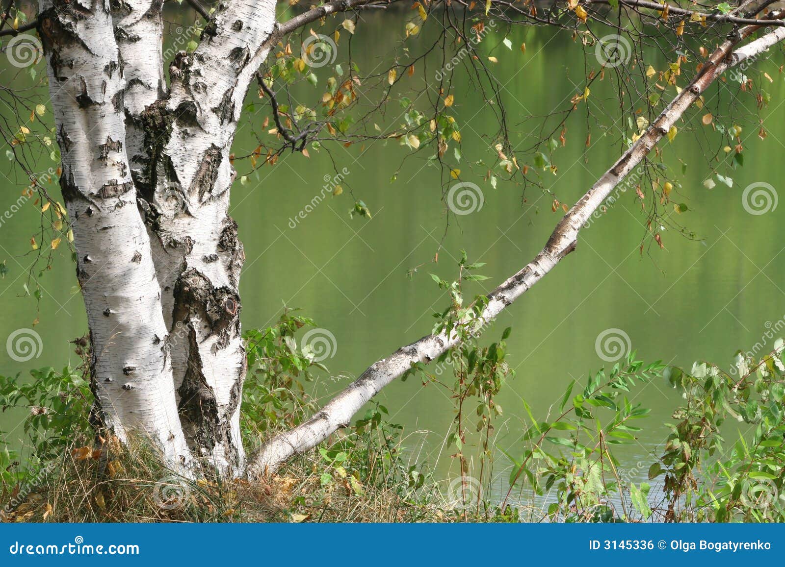 Árbol de abedul foto de archivo. Imagen de estacional - 3145336