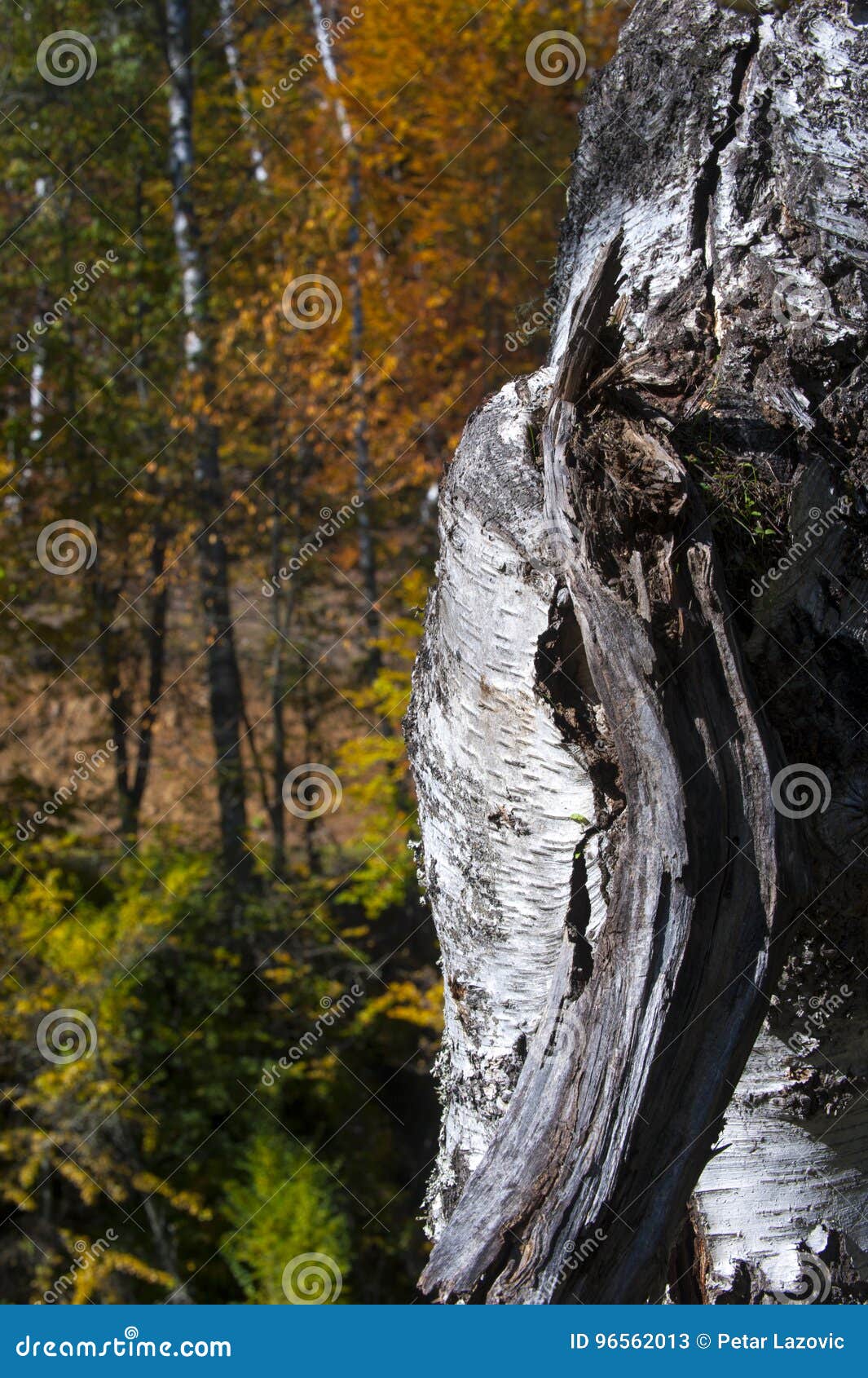 Árbol de abedul imagen de archivo. Imagen de material - 96562013