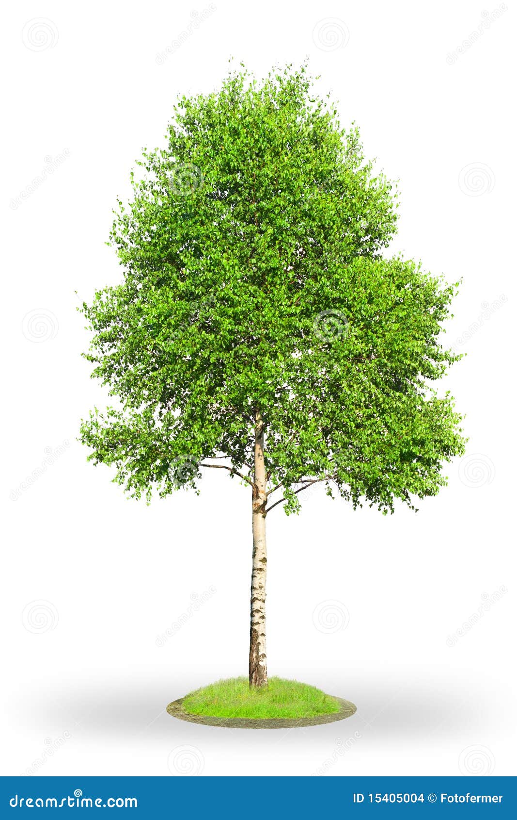 Árbol De Abedul Aislado En Blanco Foto de archivo - Imagen de prado ...