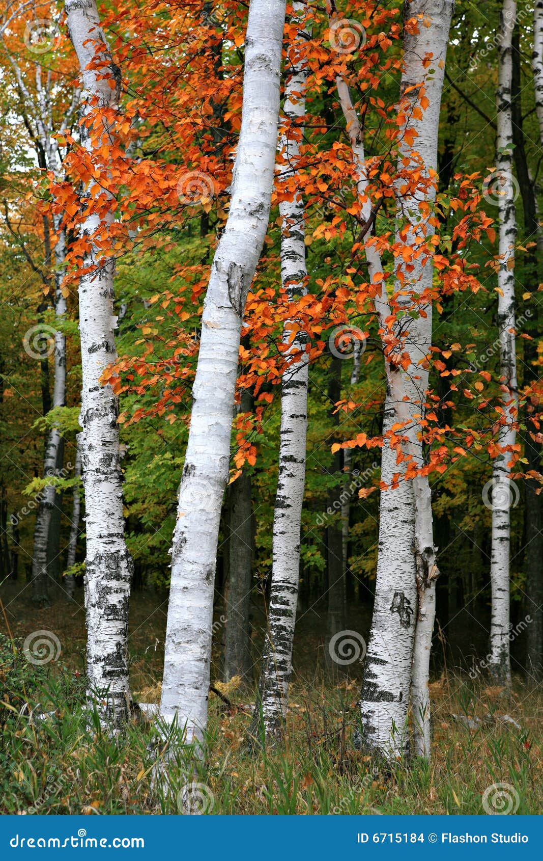Árbol De Abedul Colorido De Aspen Foto de archivo - Imagen de parque ...
