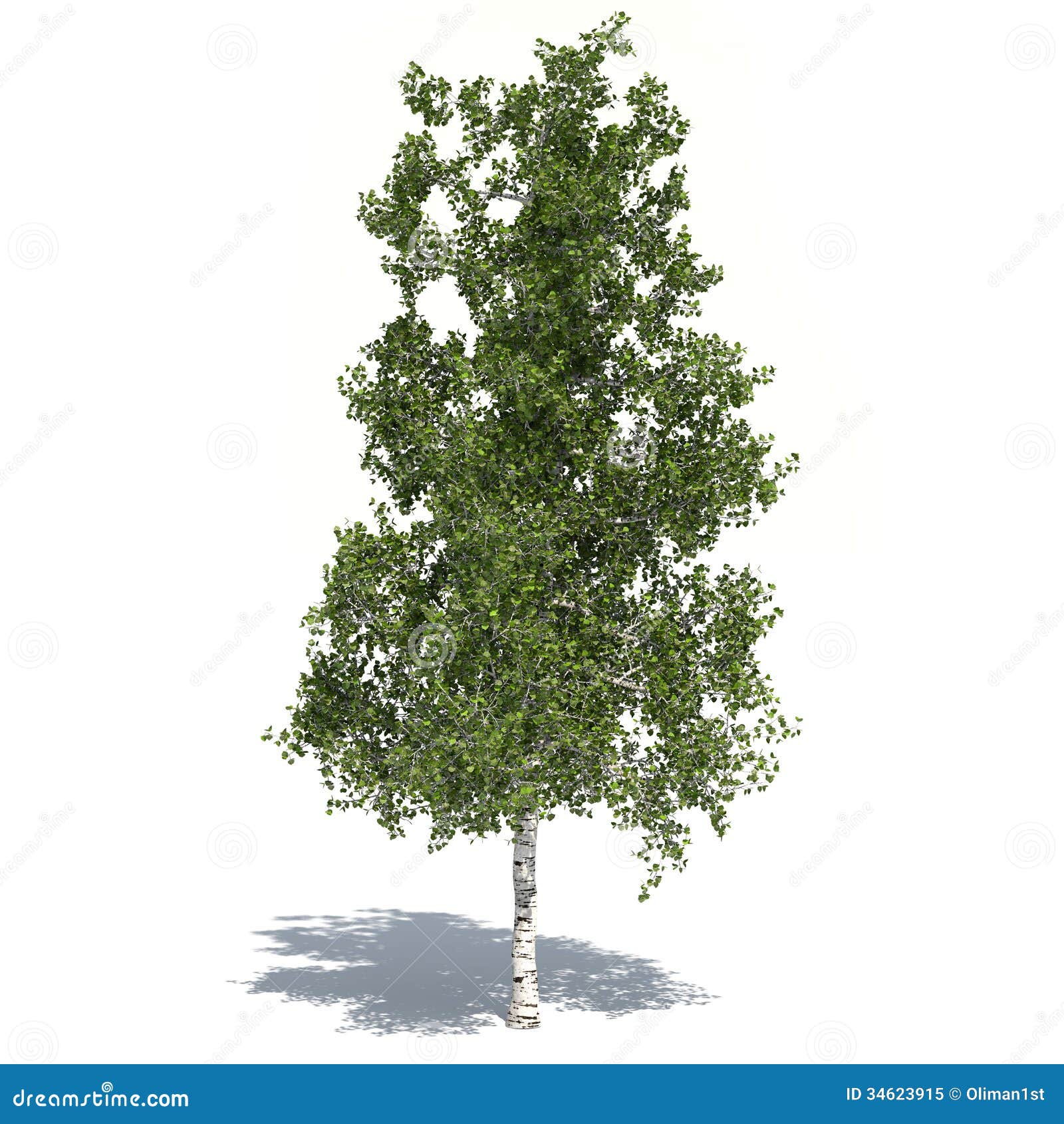 Árbol De Abedul 3d Ilustrado Stock de ilustración - Ilustración de ...