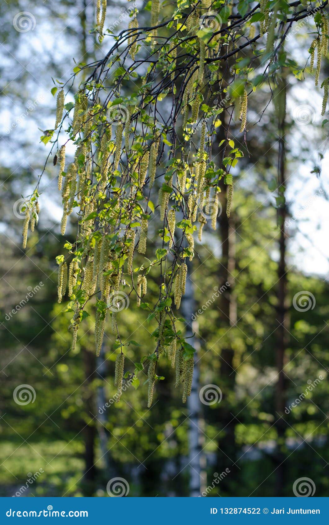 Árbol De Abedul Durante Primavera Foto de archivo - Imagen de elemento ...