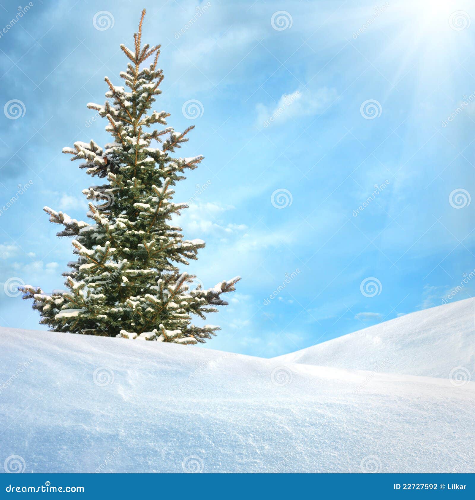 Árbol de abeto foto de archivo. Imagen de sombra, nube - 22727592