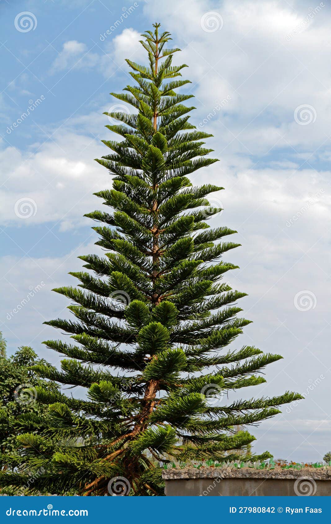 Árbol De Abeto Africano Fotografía de archivo - Imagen: 27980842