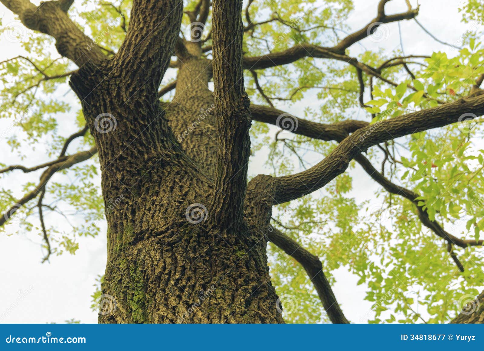 Árbol de alcanfor imagen de archivo. Imagen de fresco - 34818677