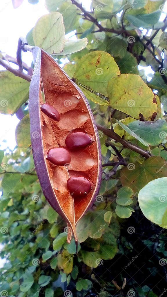 Árbol de algarroba imagen de archivo. Imagen de tropical - 110759405
