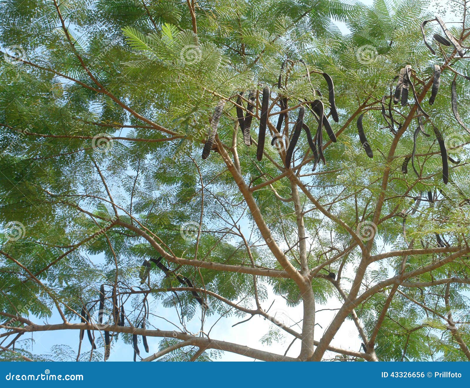 Árbol de algarroba foto de archivo. Imagen de vaina, grano - 43326656