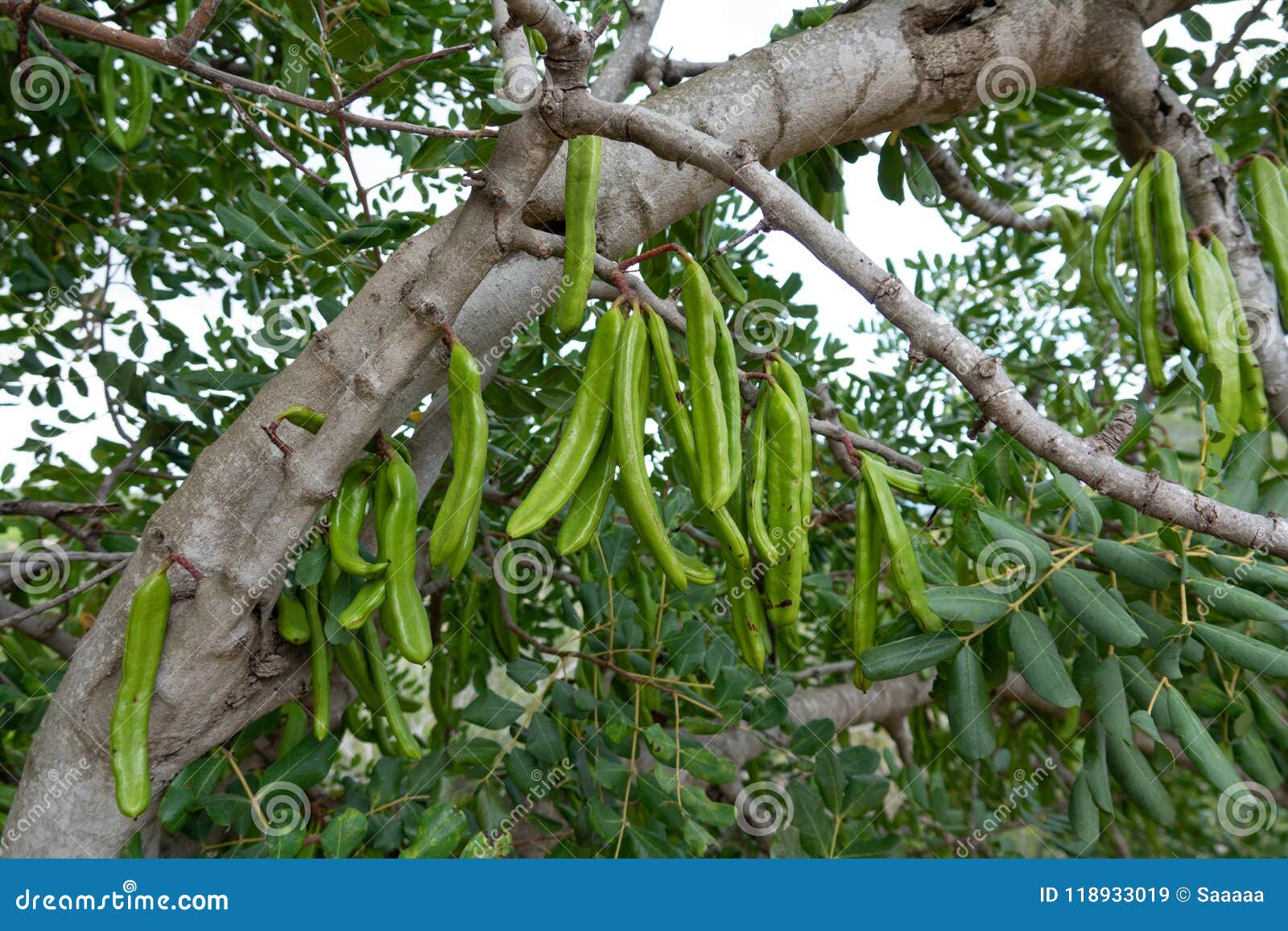 Árbol De Algarroba Con Las Algarrobas Imagen de archivo - Imagen de ...