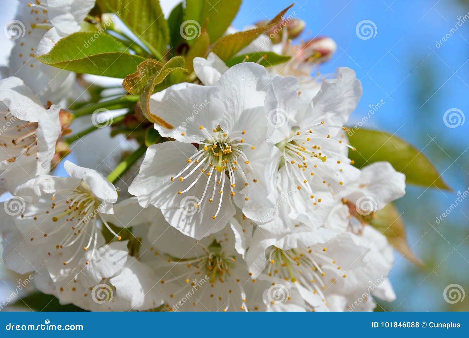 Árbol de almendra foto de archivo. Imagen de hoja, exterior - 101846088