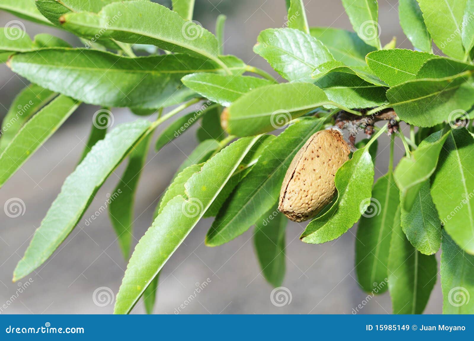 Árbol de almendra imagen de archivo. Imagen de planta - 15985149
