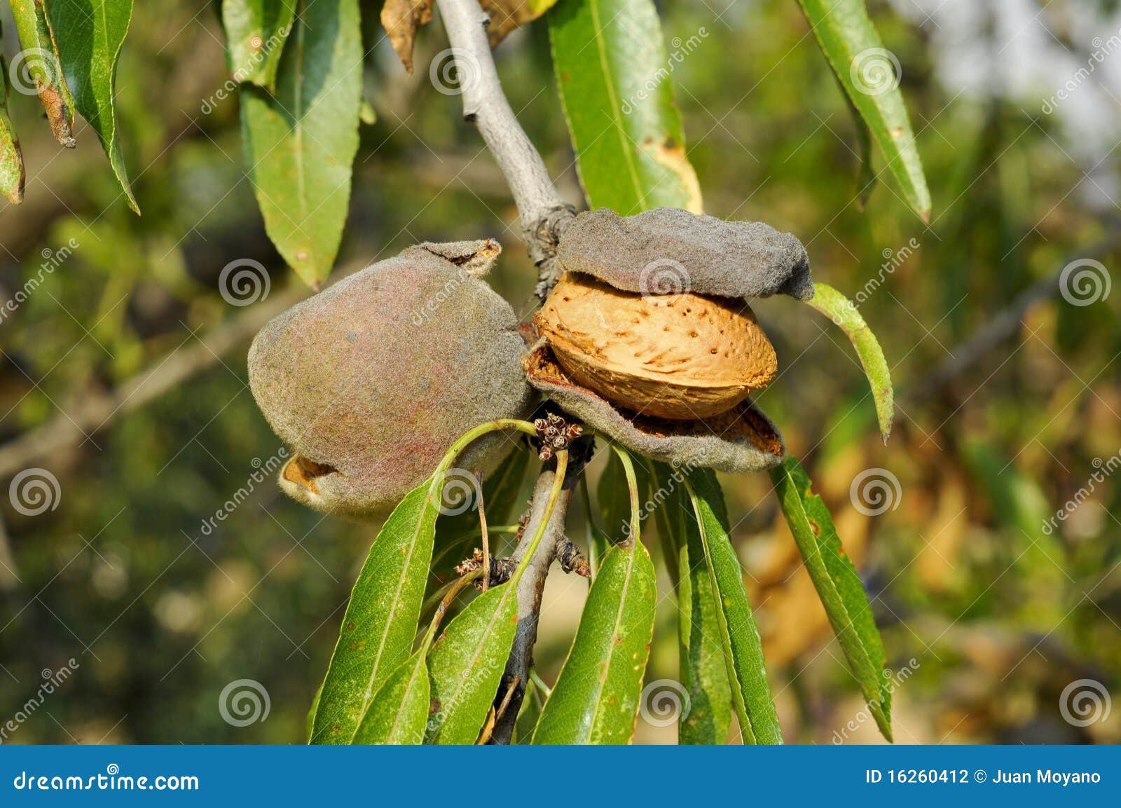 Árbol de almendra foto de archivo. Imagen de tuercas - 16260412
