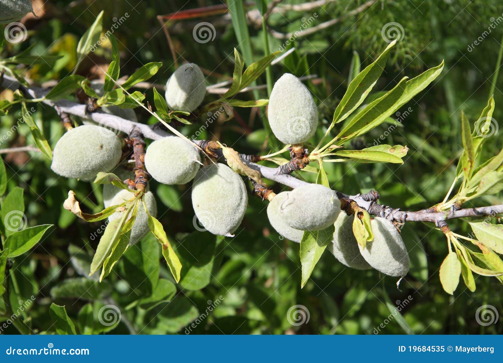 Árbol de almendra imagen de archivo. Imagen de planta - 19684535