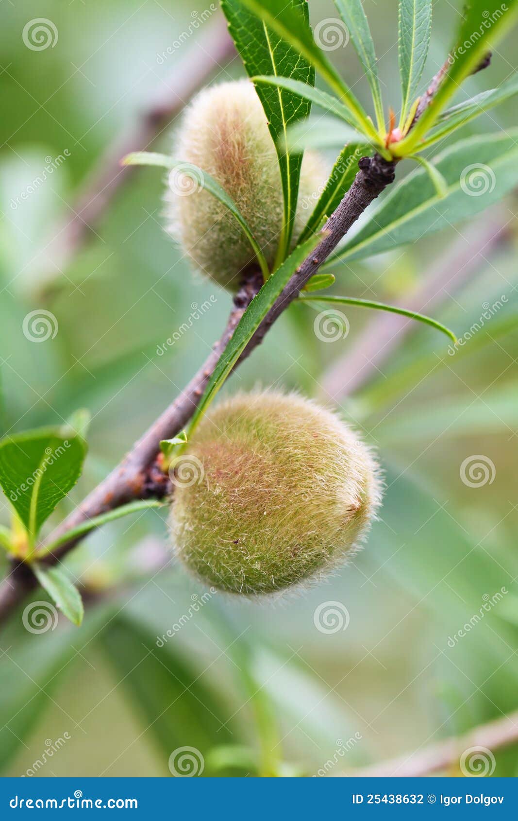 Árbol de almendra foto de archivo. Imagen de cierre, angioespermas ...