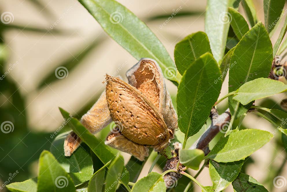 árbol de almendra foto de archivo. Imagen de verde, resorte - 26464748