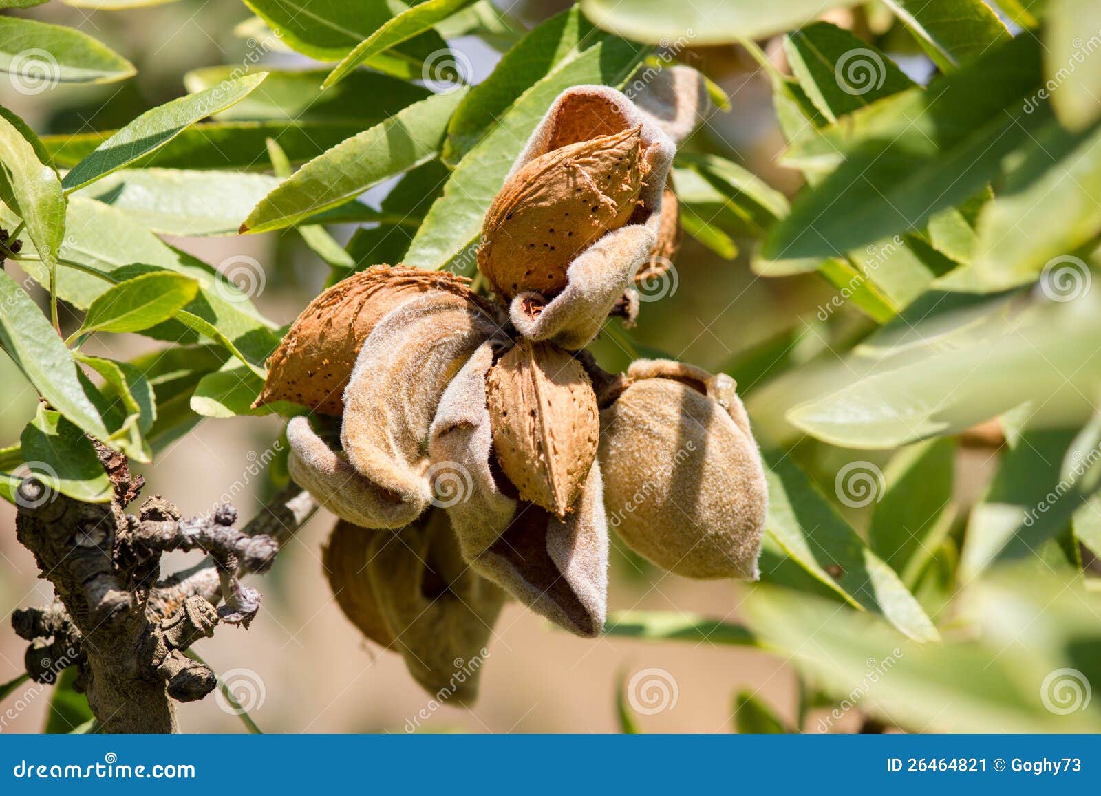 árbol de almendra imagen de archivo. Imagen de almendra - 26464821