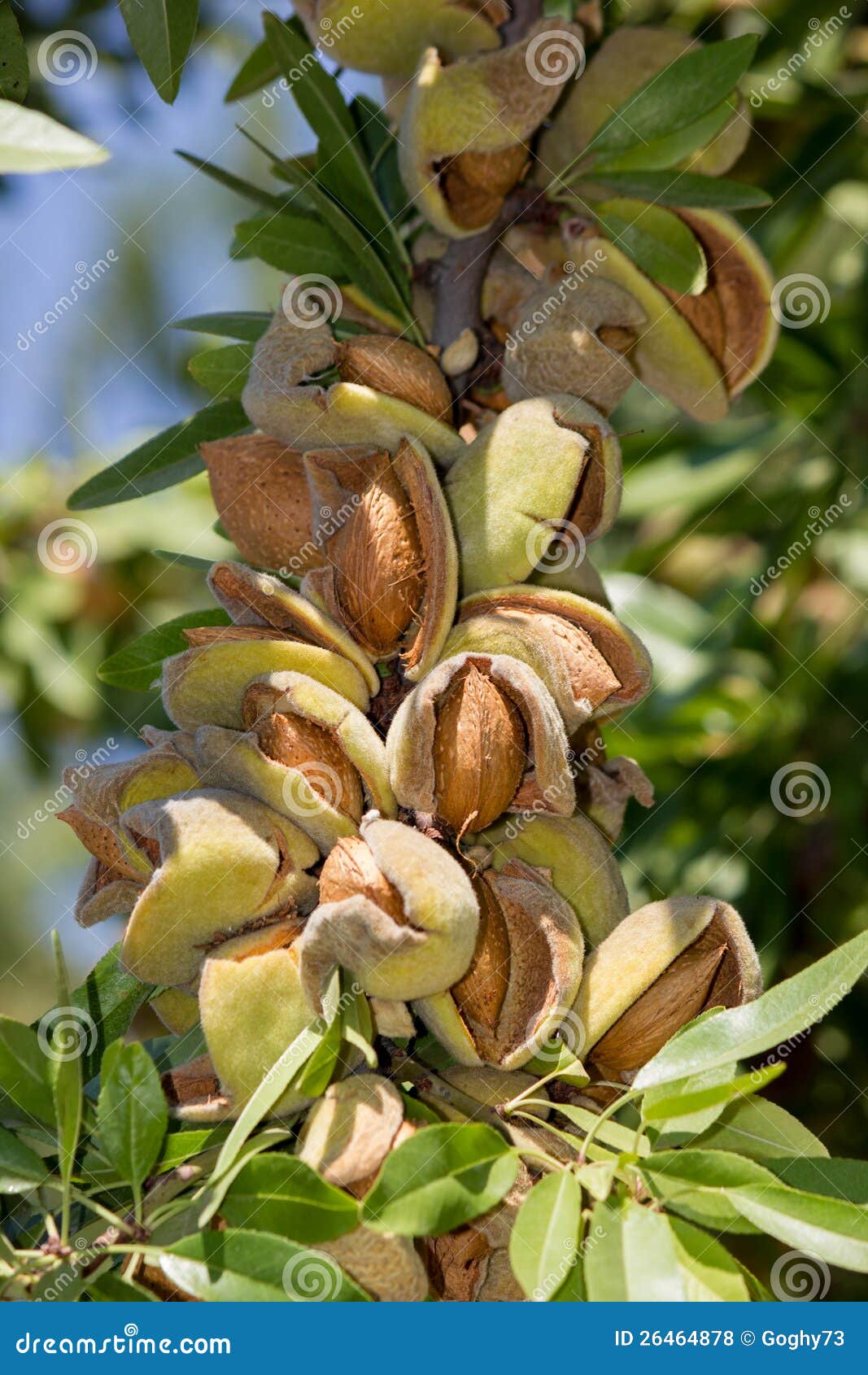 árbol de almendra foto de archivo. Imagen de flor, resorte - 26464878