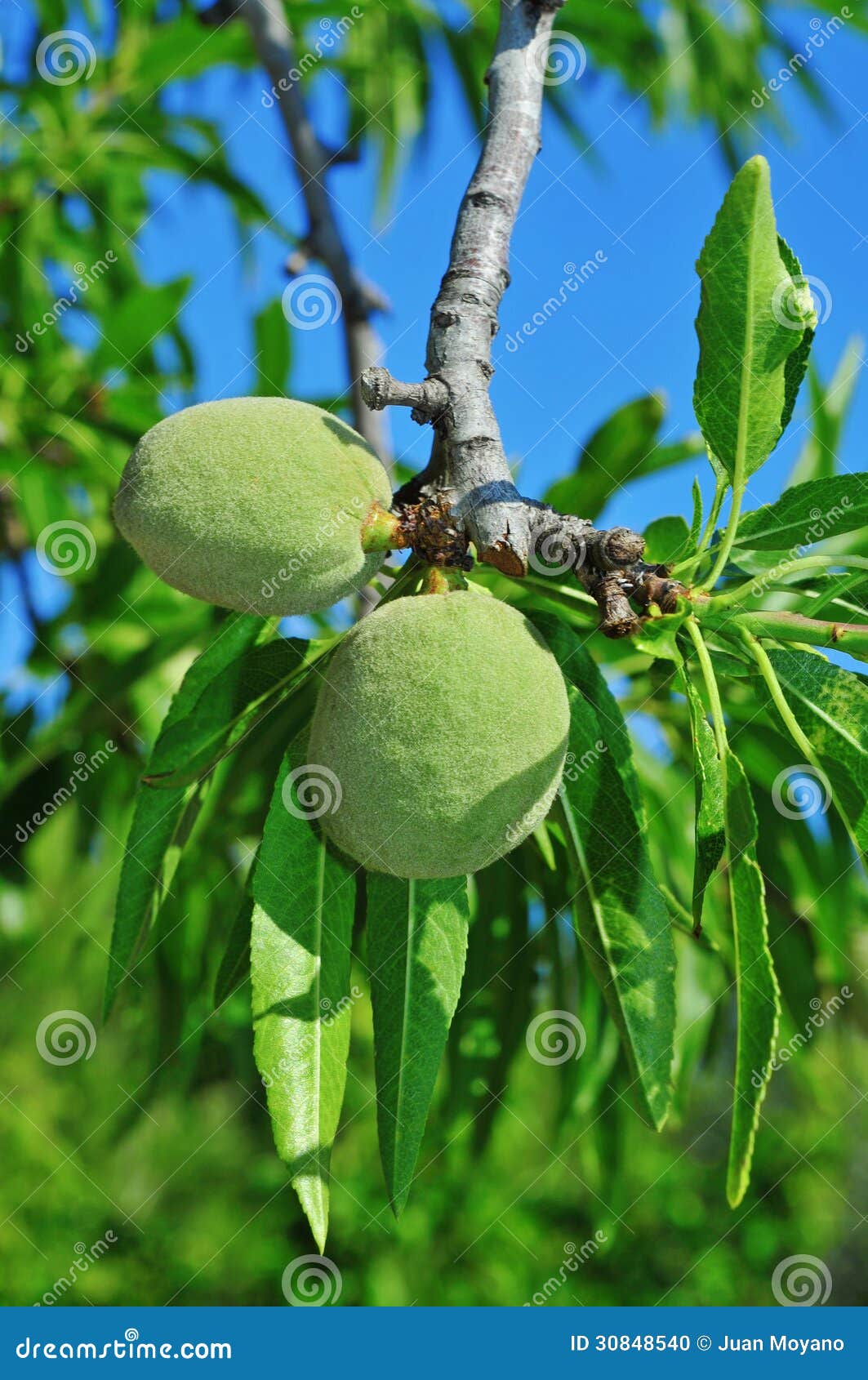 Árbol De Almendra Con Las Frutas Foto de archivo - Imagen de colores ...