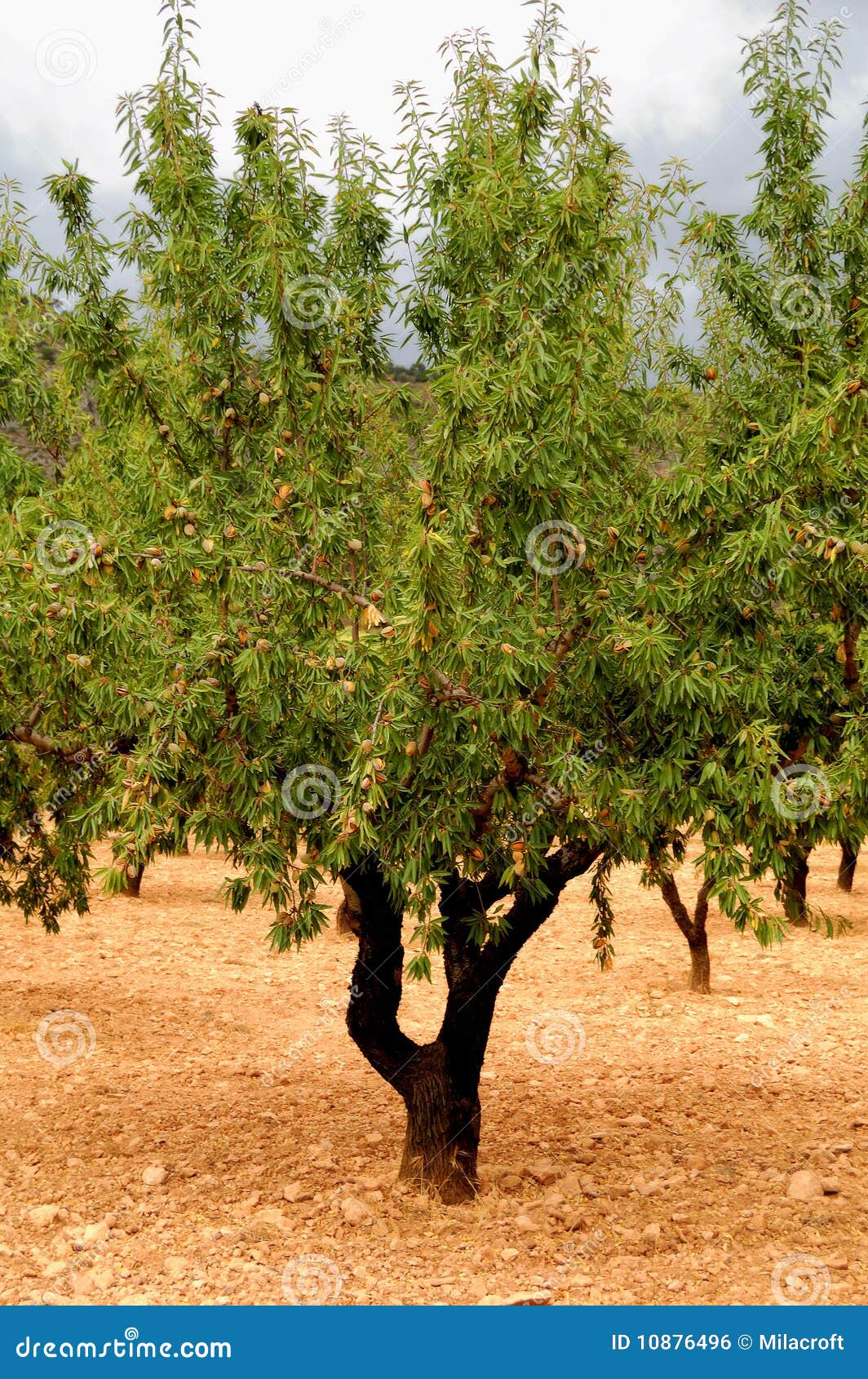 Árbol De Almendra Con Las Frutas Maduras Foto de archivo - Imagen de ...