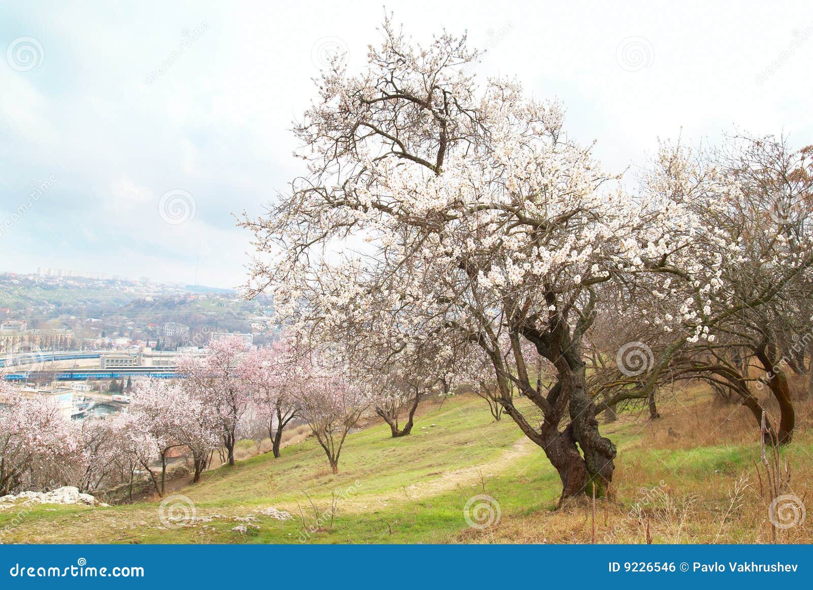 Árbol De Almendra Floreciente Foto de archivo - Imagen de brillante ...
