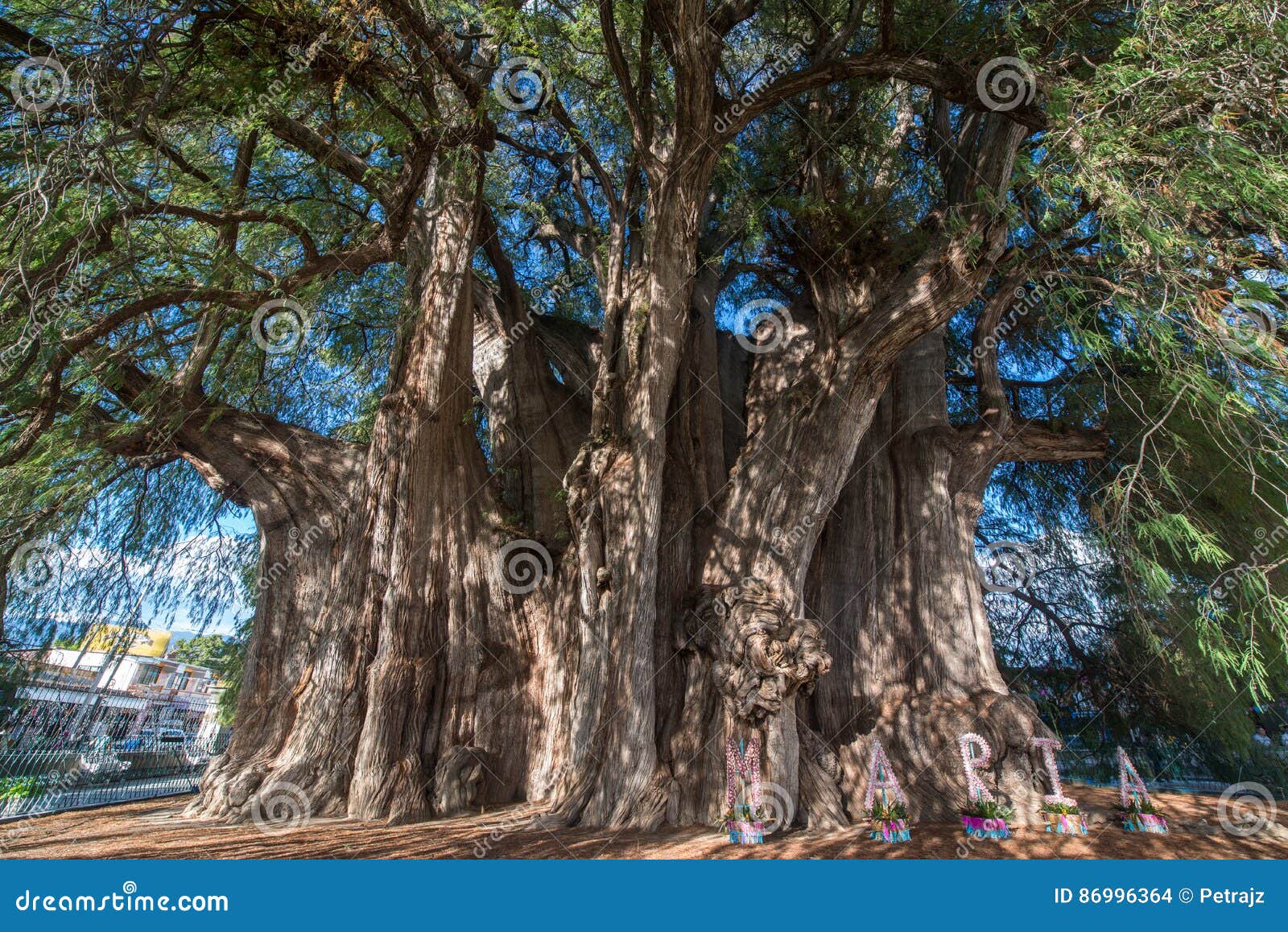 Árbol de Arbol del tule foto de archivo. Imagen de exterior - 86996364