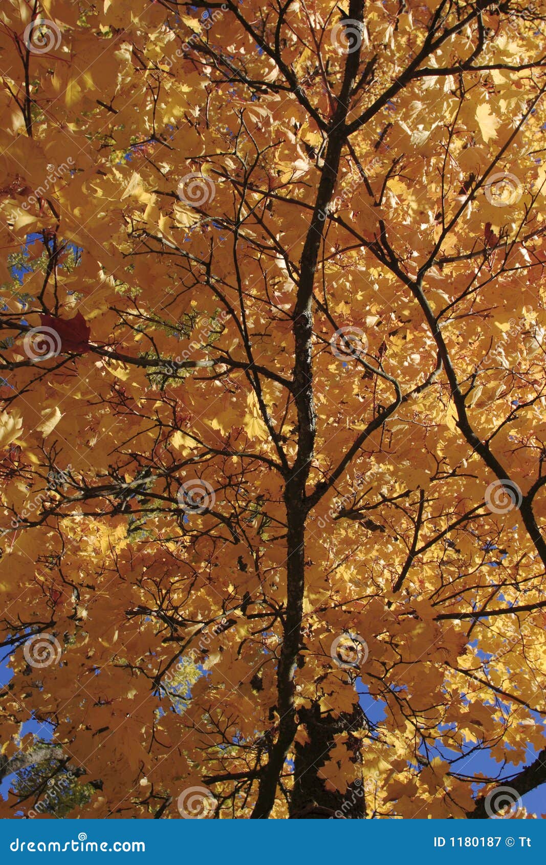 Árbol de arce imagen de archivo. Imagen de color, deciduo - 1180187