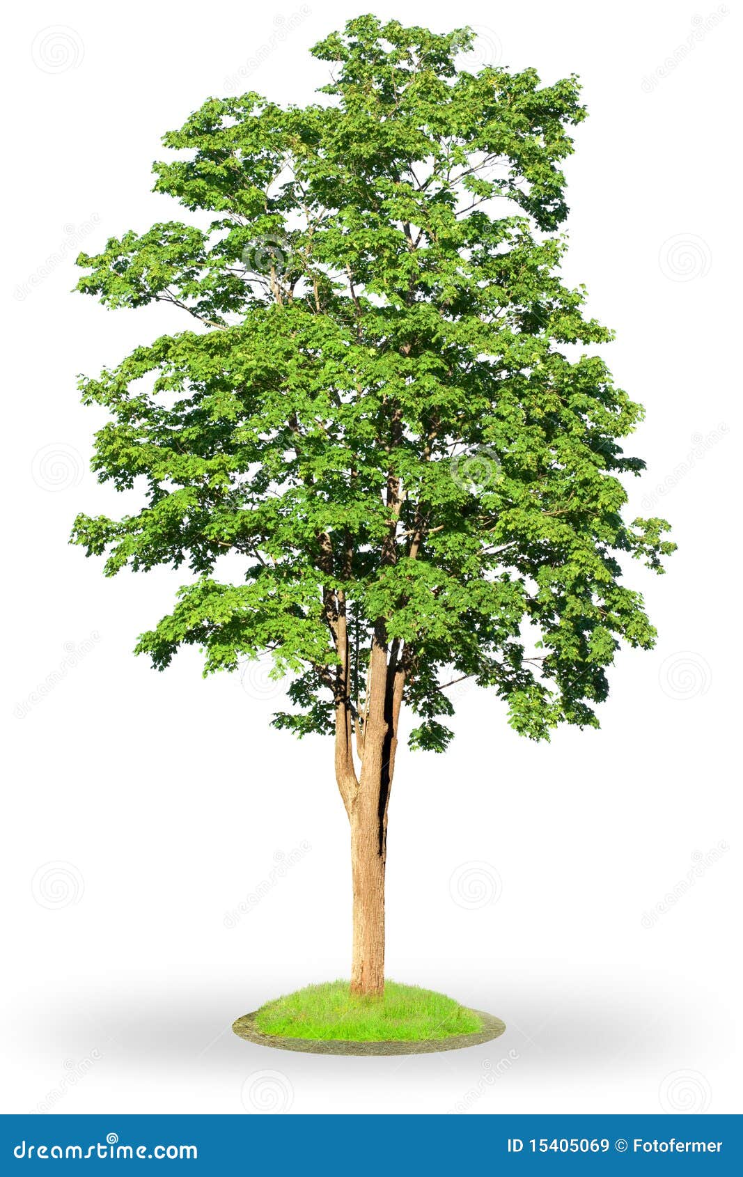 Árbol De Arce Aislado En Blanco Imagen de archivo - Imagen de ...