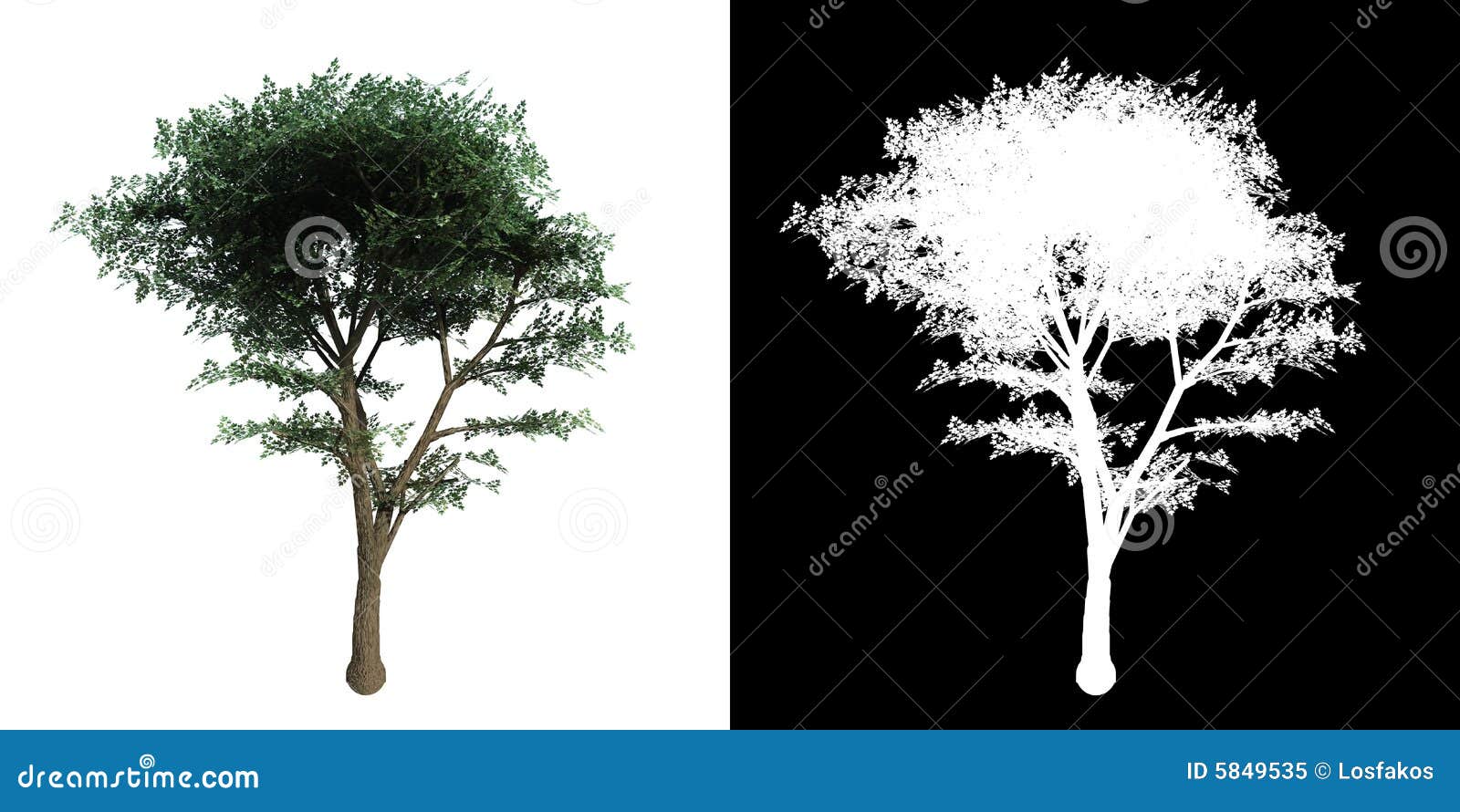 Árbol de arce con alfa stock de ilustración. Ilustración de verano ...
